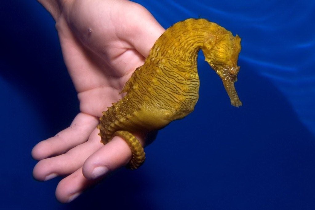 Powered by the Natural Energy Laboratory of Hawaii Authority | Check ...